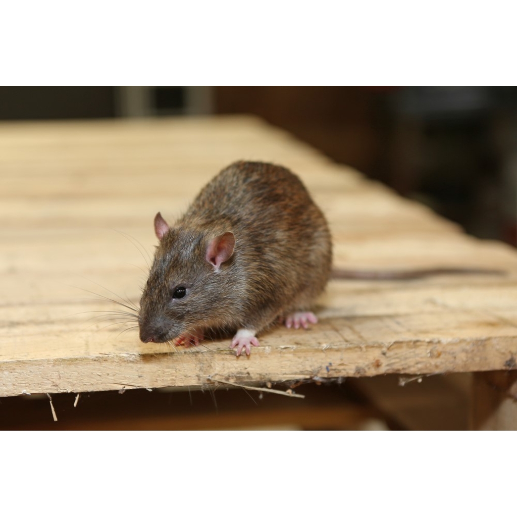 Signs your home has a rat infestation and what to do