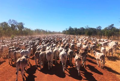 Explore Gulf Developmental Road, Croydon, QLD - 4871 - view.com.au