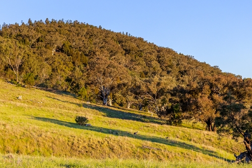 88 Rural Properties for Sale in Mudgee, NSW 2850
