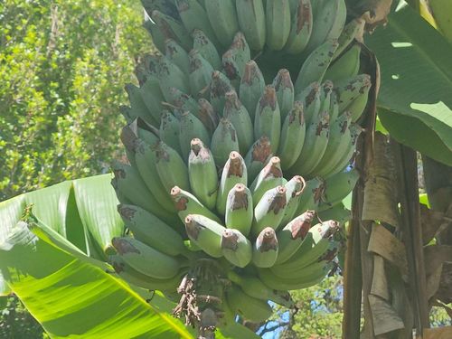 11 Real Estate Properties for Sale in Goomeri, QLD 4601