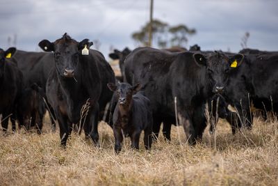 Explore Pinkett Road, Red Range, NSW - 2370 - view.com.au