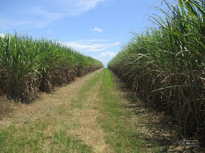 Explore Sorbello Road, Boogan, QLD - 4871 - view.com.au