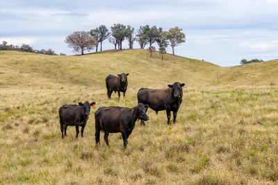 Explore Nugents Road, Humula, NSW - 2652 - view.com.au