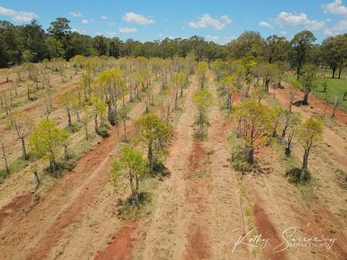 39 Real Estate Properties for Sale in Nanango, QLD 4615